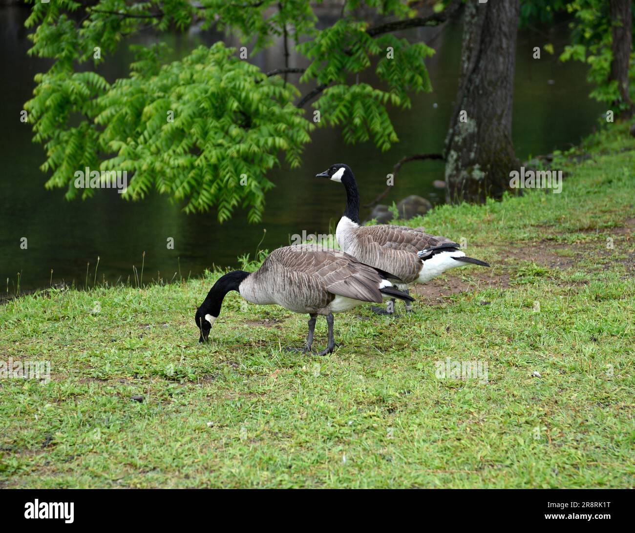 Canada goose (Branta Canadensis) grazes on grass beside a river flowing ...