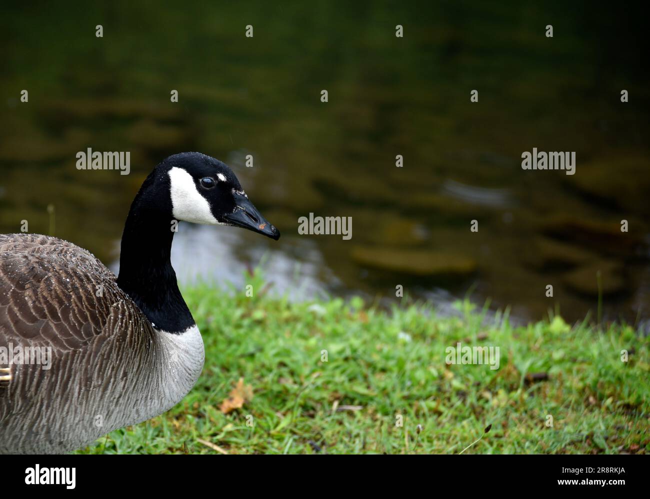 A Canada goose (Branta Canadensis) grazes beside a river flowing ...