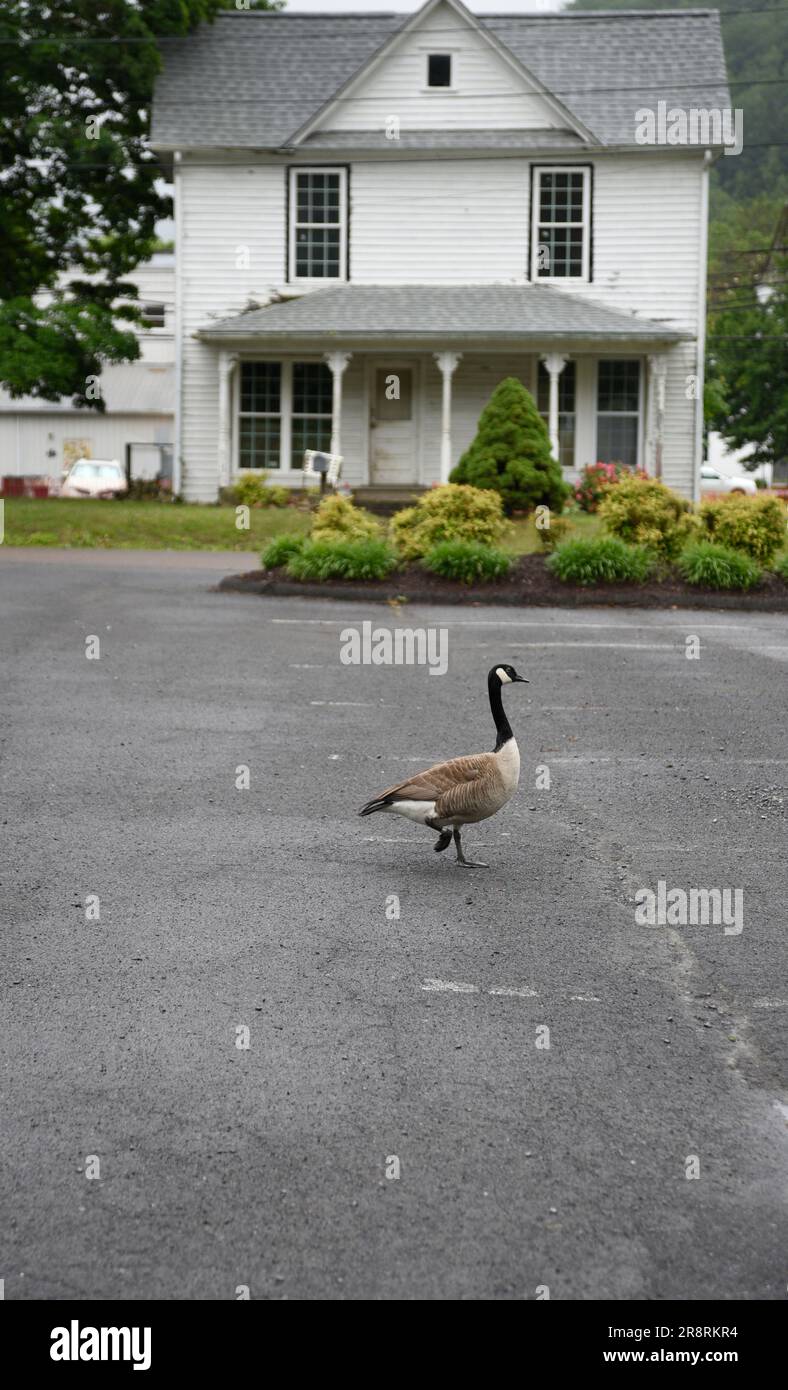A Canada Goose (Branta Canadensis) walks across a parking lot in ...