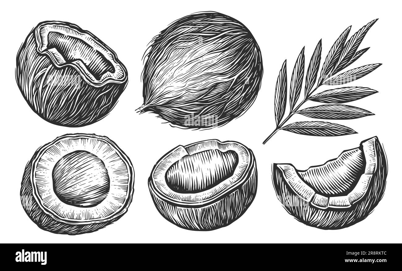Coconut set. Hand drawn nut isolated. Tropical food sketch illustration ...