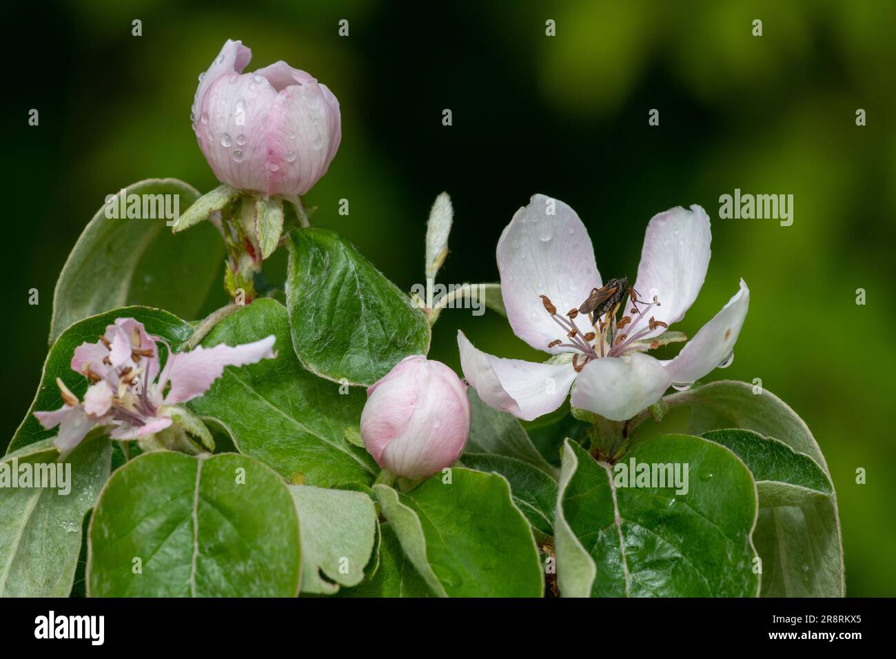 Close up of pink flowers on a quince (cydonia oblonga) tree Stock Photo ...