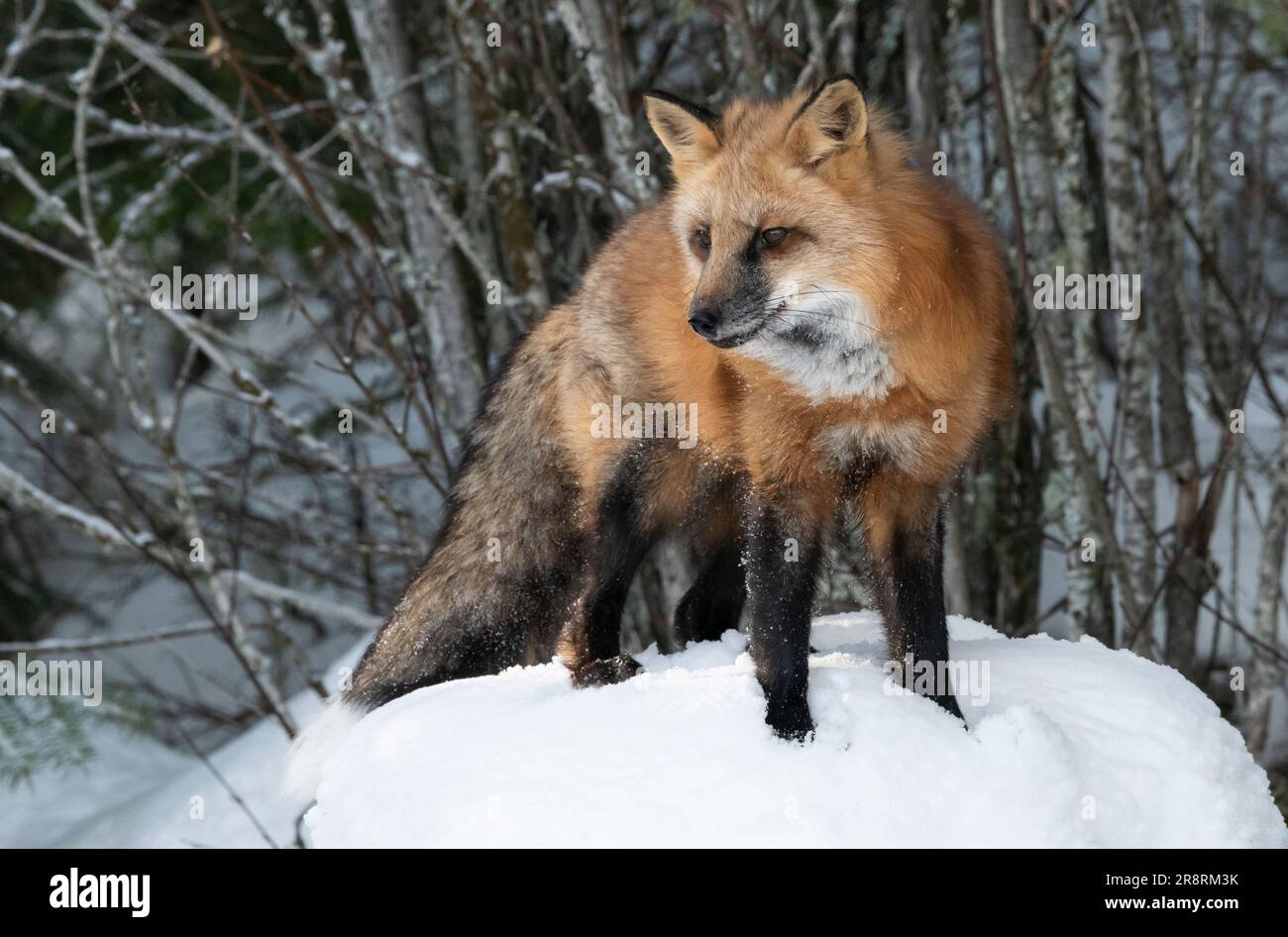 Red Fox (, Winter, Alaska Stock Photo - Alamy