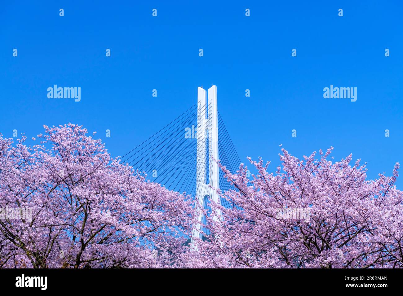 Cherry blossoms and Tatara Bridge Stock Photo - Alamy