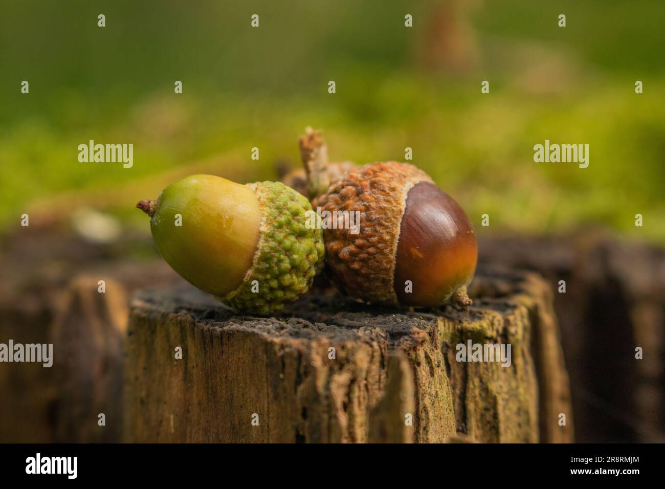 One acorn on a tree hi-res stock photography and images - Alamy