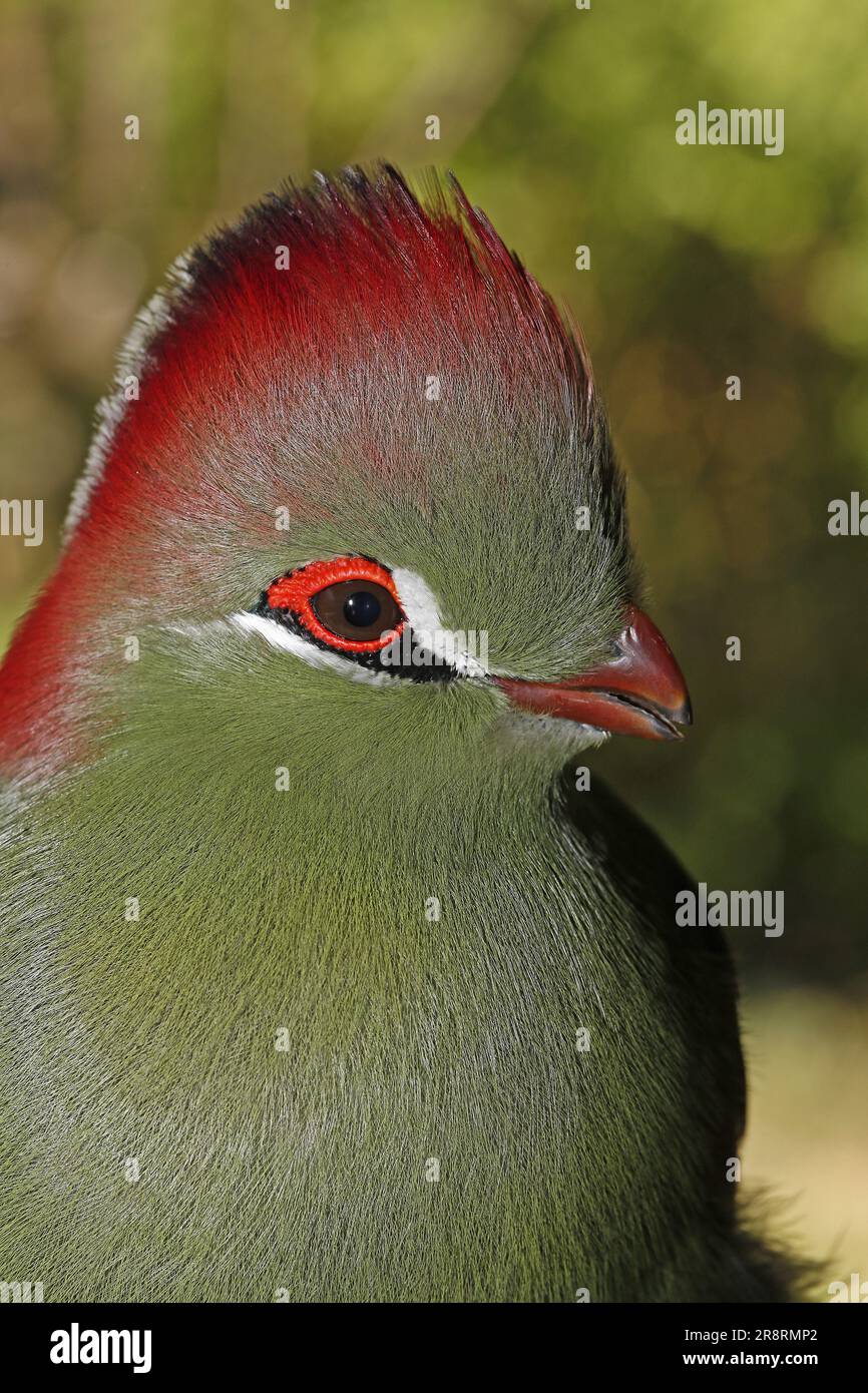 Fischer's Turaco, tauraco corythaix fischeri, Adult with nice Colors ...