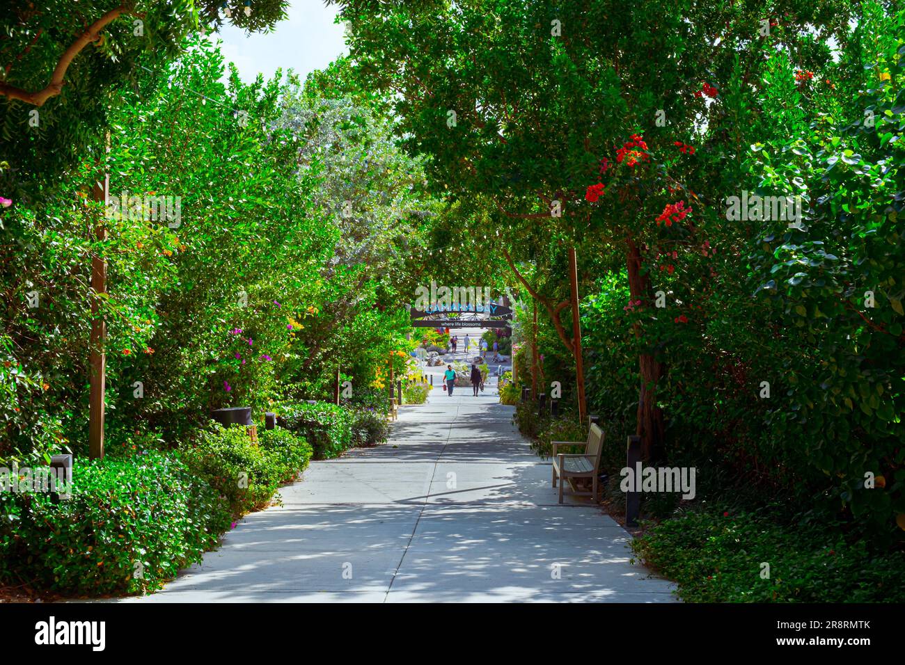 Grand Cayman, Cayman Island, Feb 2023, view of a path with a lush ...