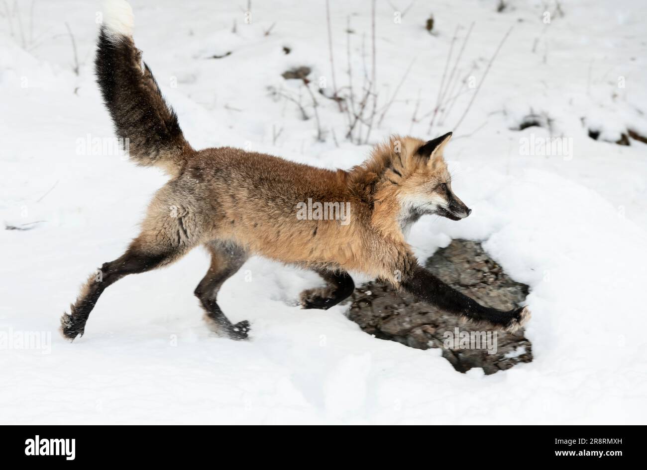 Red Fox (, Winter, Alaska Stock Photo - Alamy