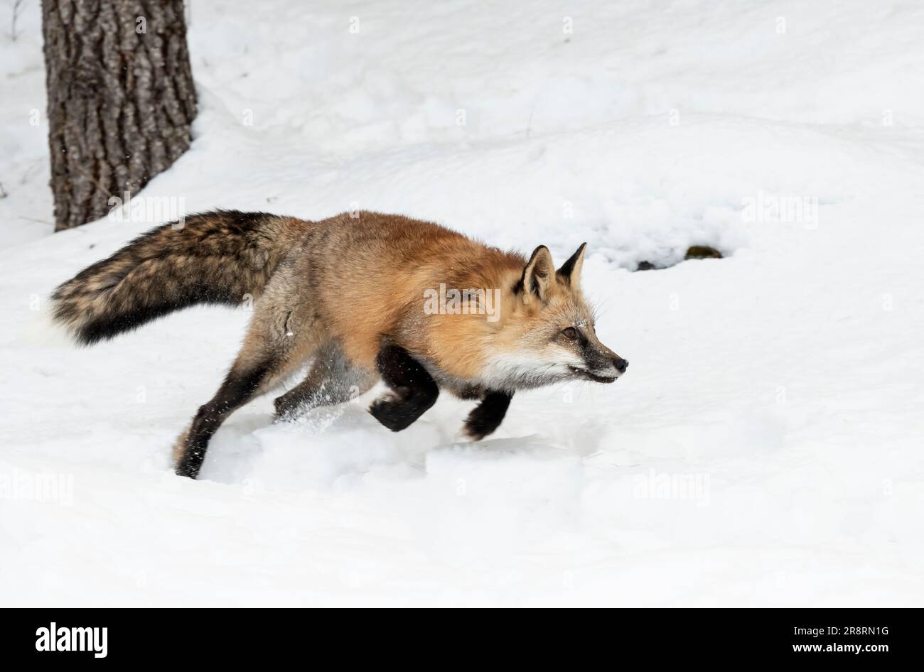 North America; United States; Alaska; Denali National Park; Wildlife ...