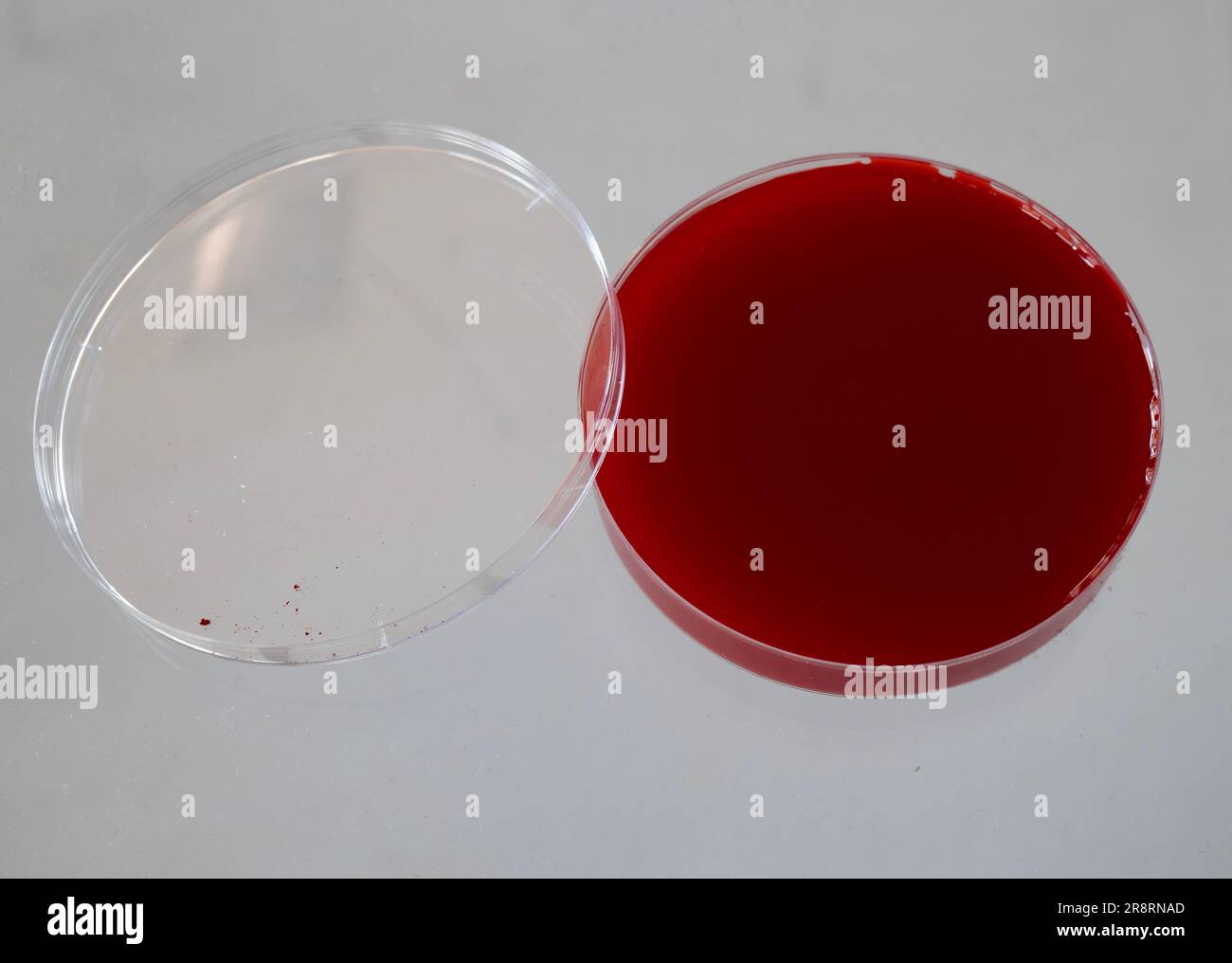 Petri plate hi-res stock photography and images - Alamy