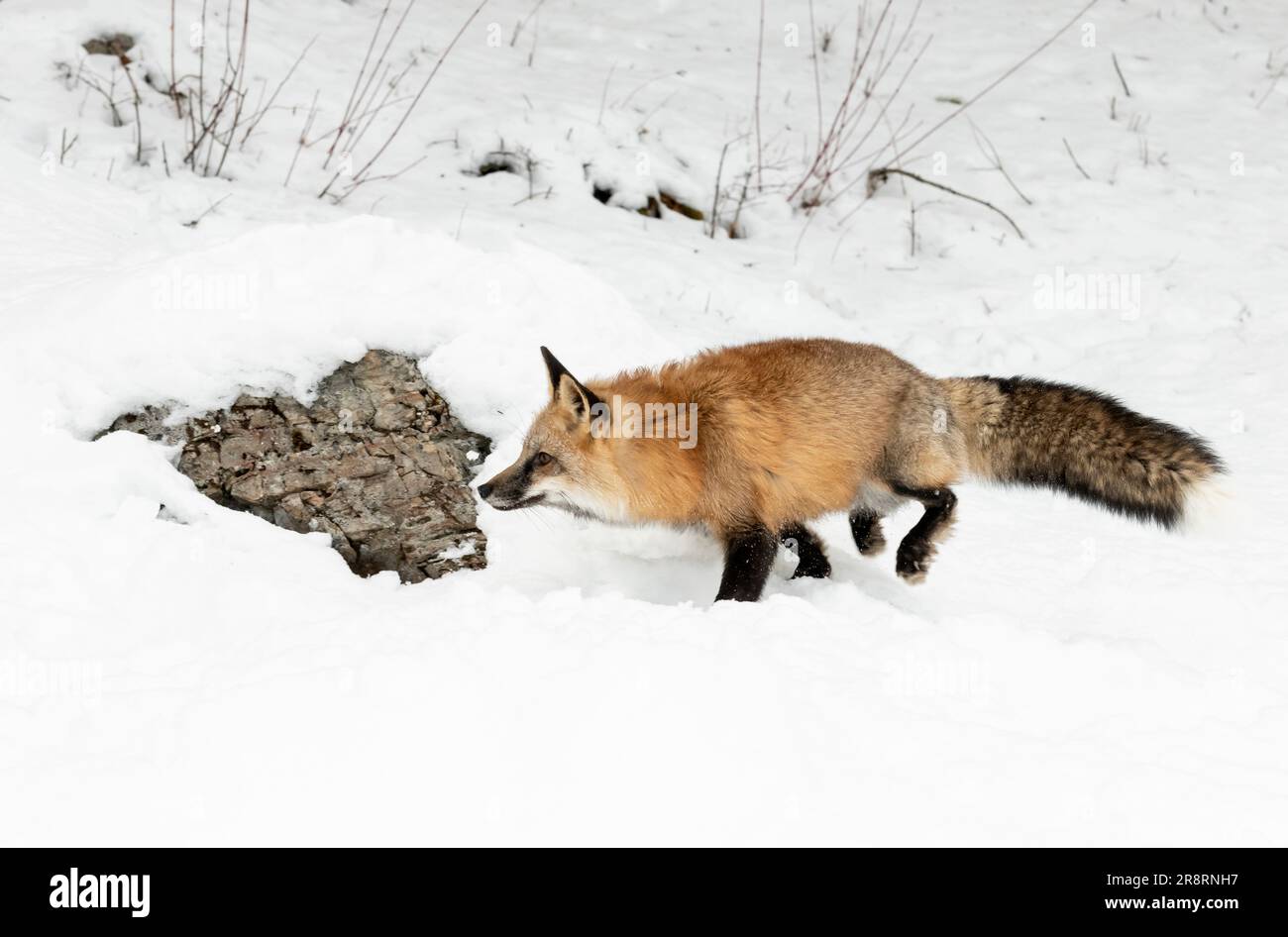 Red Fox (, Winter, Alaska Stock Photo - Alamy