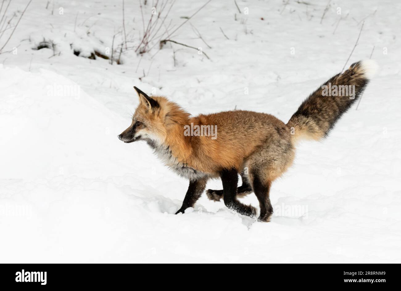 Red Fox (, Winter, Alaska Stock Photo - Alamy