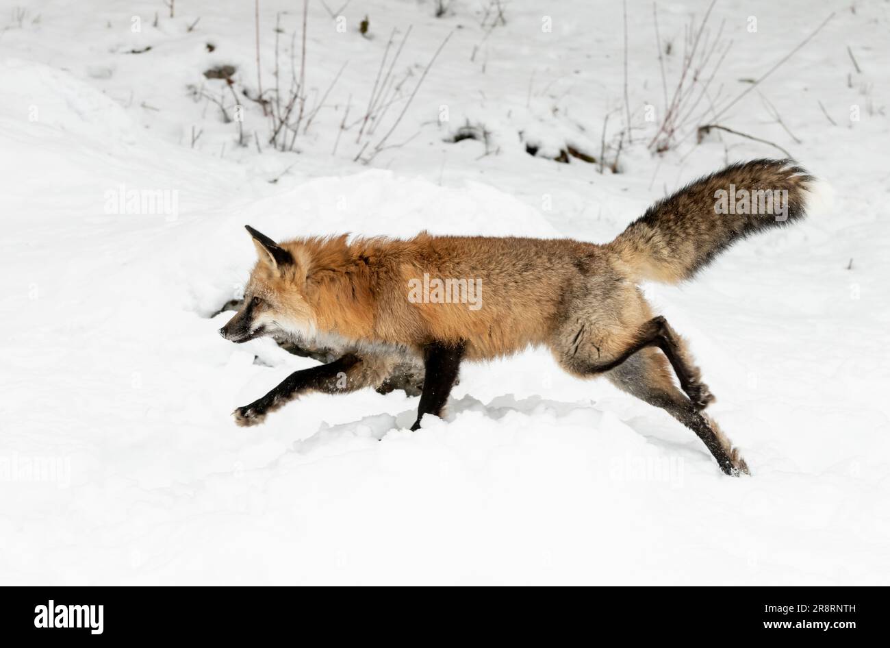 Red Fox (, Winter, Alaska Stock Photo - Alamy