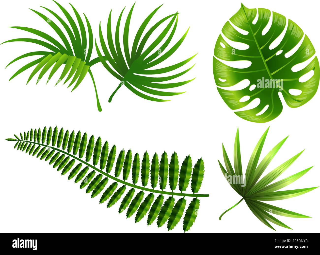 Tropical yucca plant Stock Vector Images - Alamy