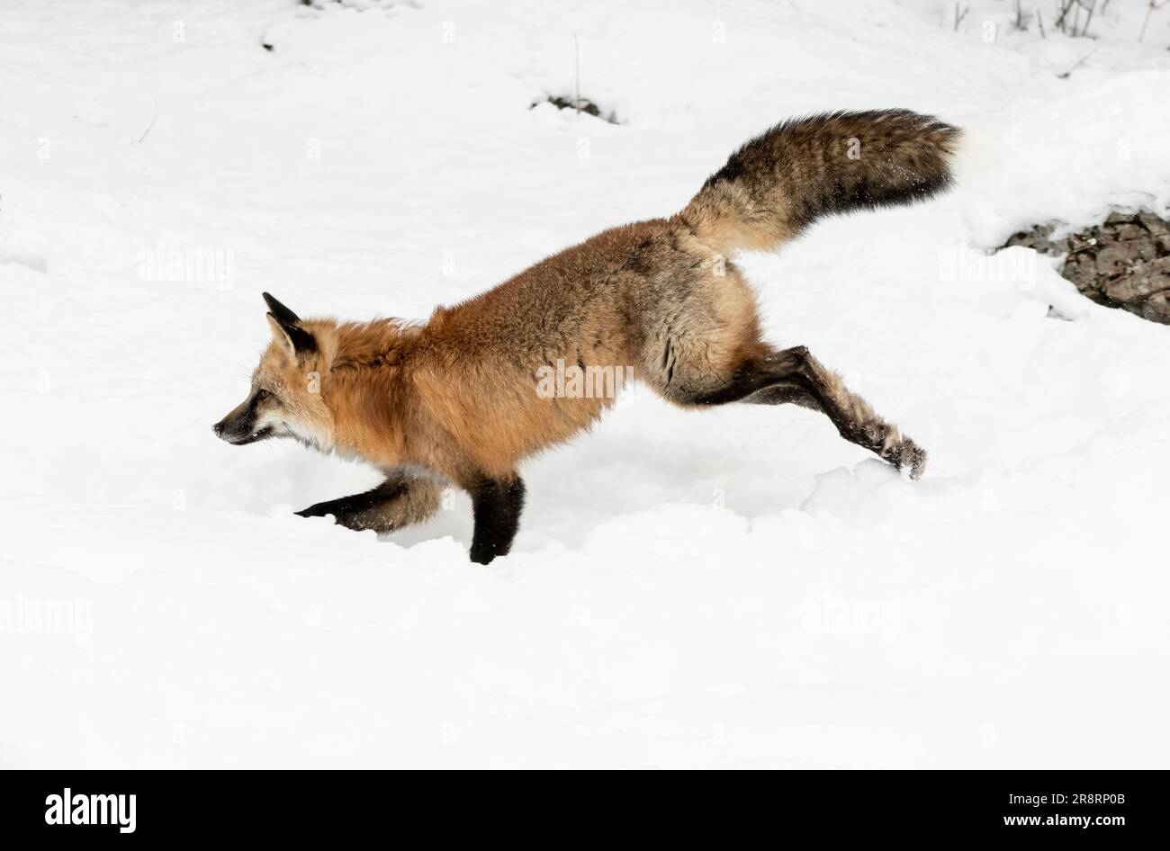 Red Fox (, Winter, Alaska Stock Photo - Alamy