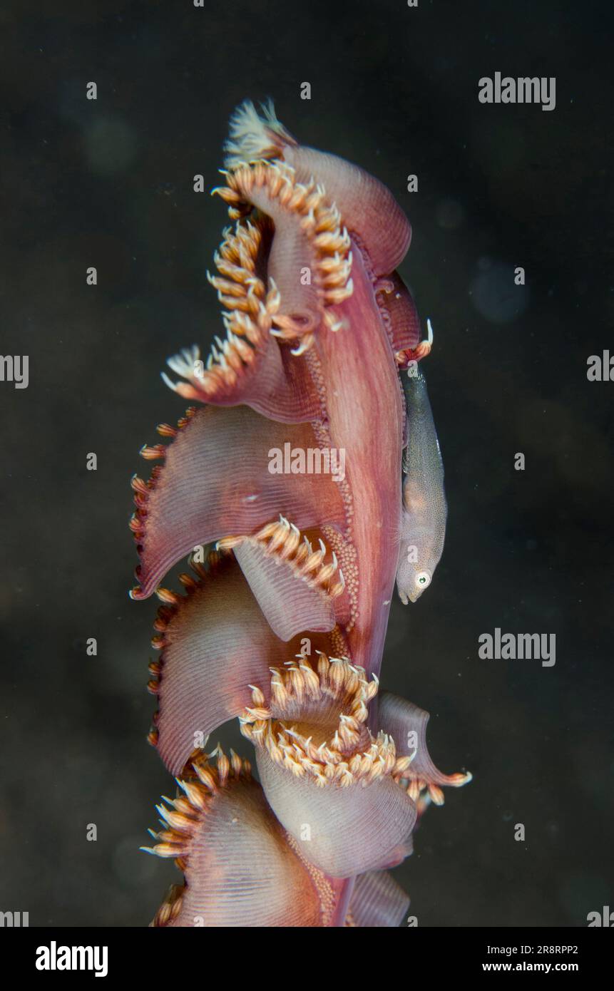 Pennatulacea hi-res stock photography and images - Alamy