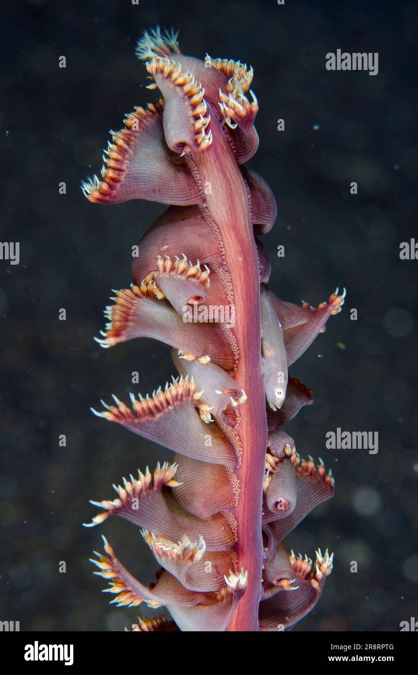 Pennatulacea hi-res stock photography and images - Alamy