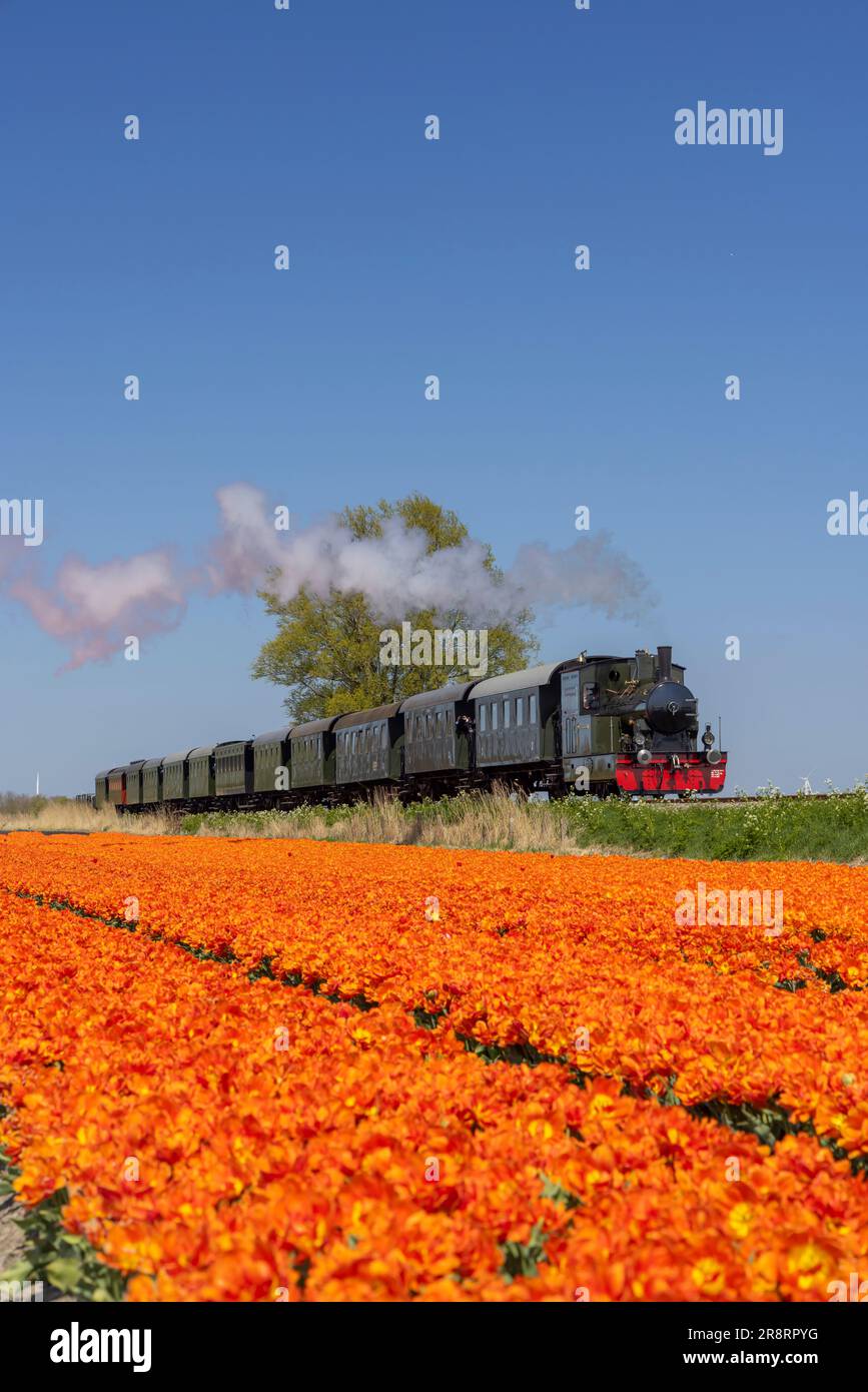 Steam train with tulip field, Hoorn - Medemblik, Noord Holland ...