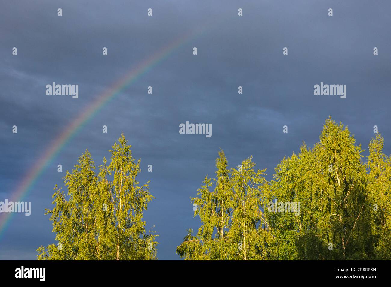 Summer landscape with a background of gray sky, a bright rainbow and ...
