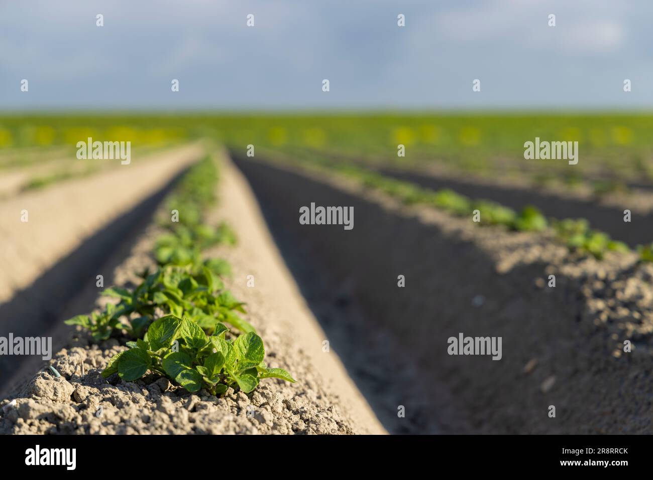 Spring view of potato field just after planting, Netherlands Stock ...