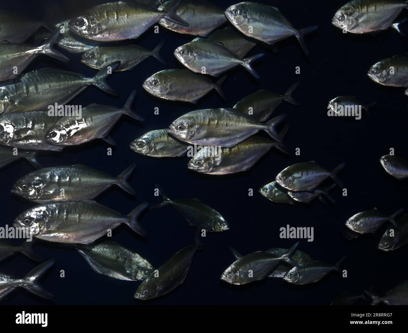 Trachinotus hi-res stock photography and images - Alamy