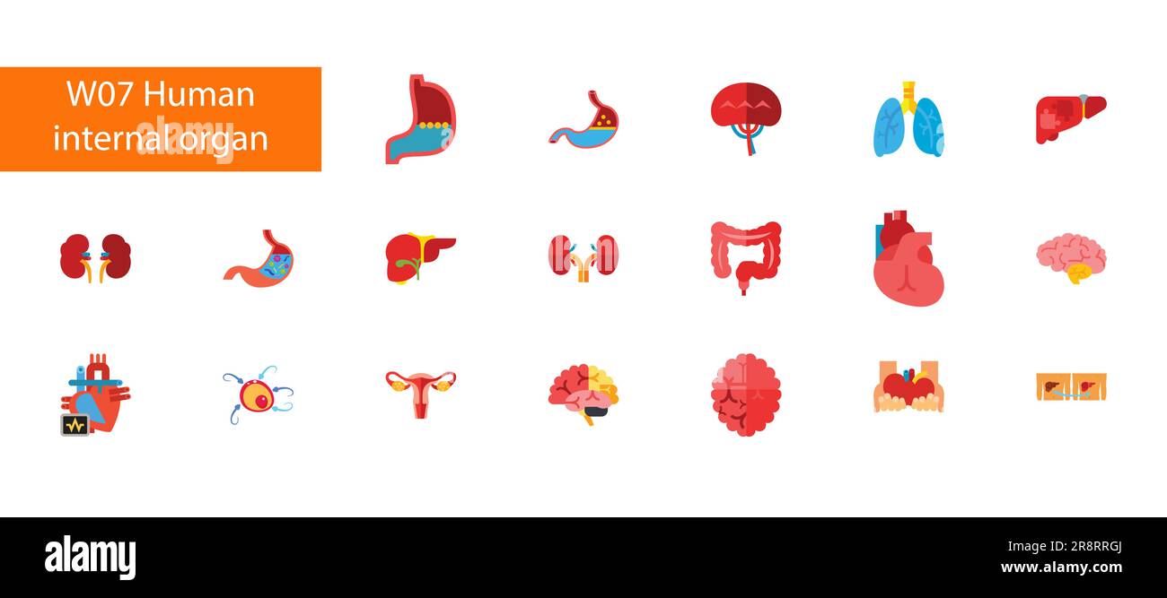 Internal organs icon set Stock Vector Image & Art - Alamy Internal organs icon set Stock Vector Image & Art - Alamy