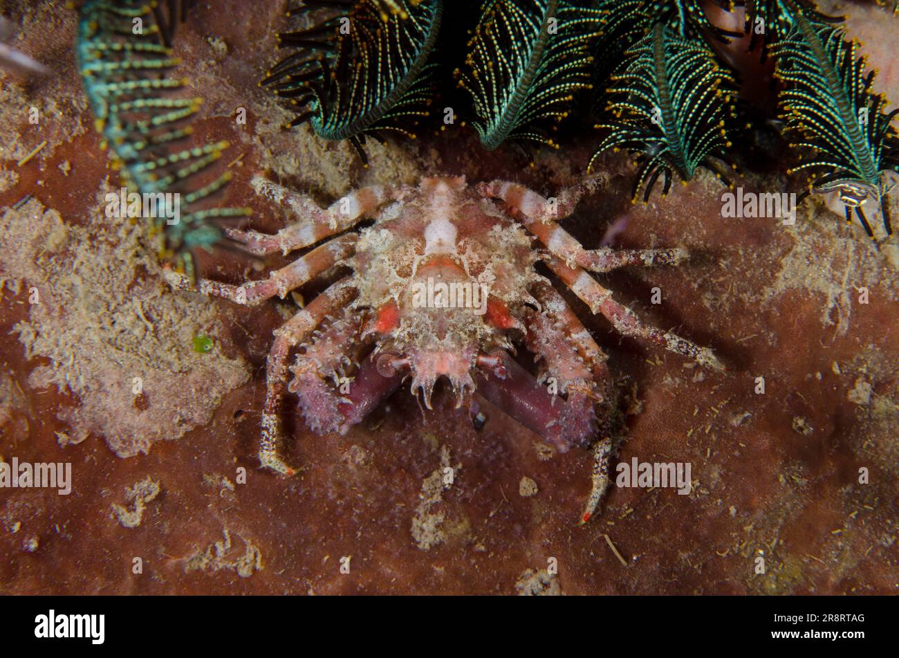 Ornamental Spider Crab, Schizophrys aspera, night dive, Pyramids dive ...