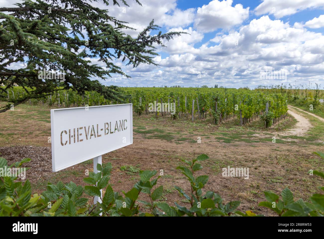 Typical vineyards (1er Grand Cru Classe A) near Chateau Cheval Blanc ...