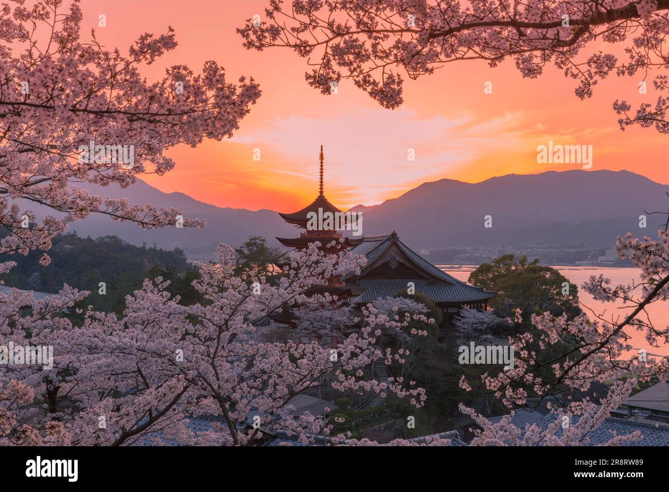 Sunset of cherry blossom filled Itsukushima Shrine Stock Photo - Alamy