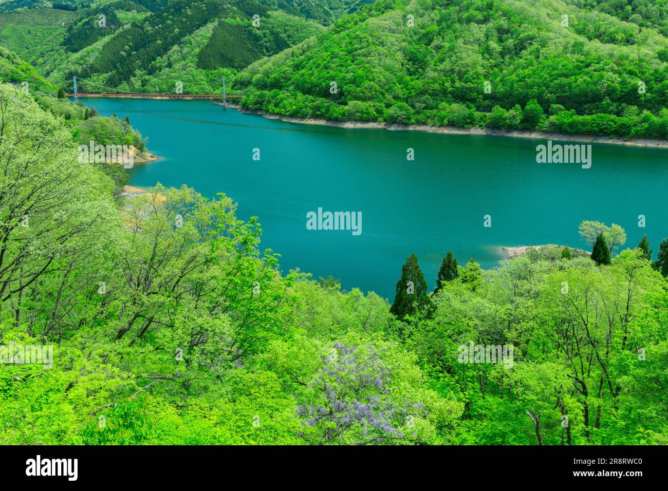 Lake Kuzuryu in fresh green Stock Photo - Alamy