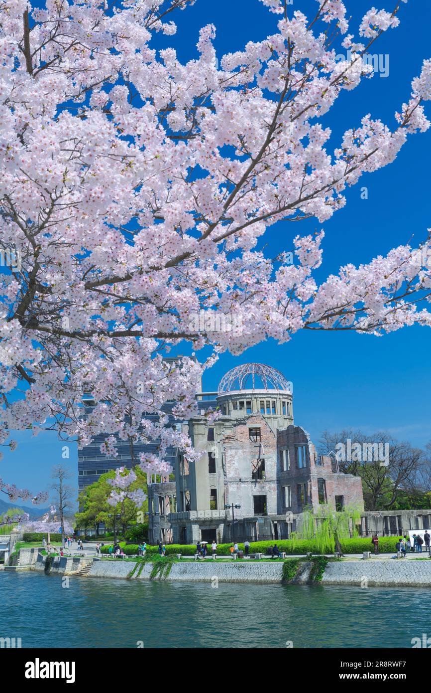 Sakura tree and the Atomic Bomb Dome Stock Photo - Alamy