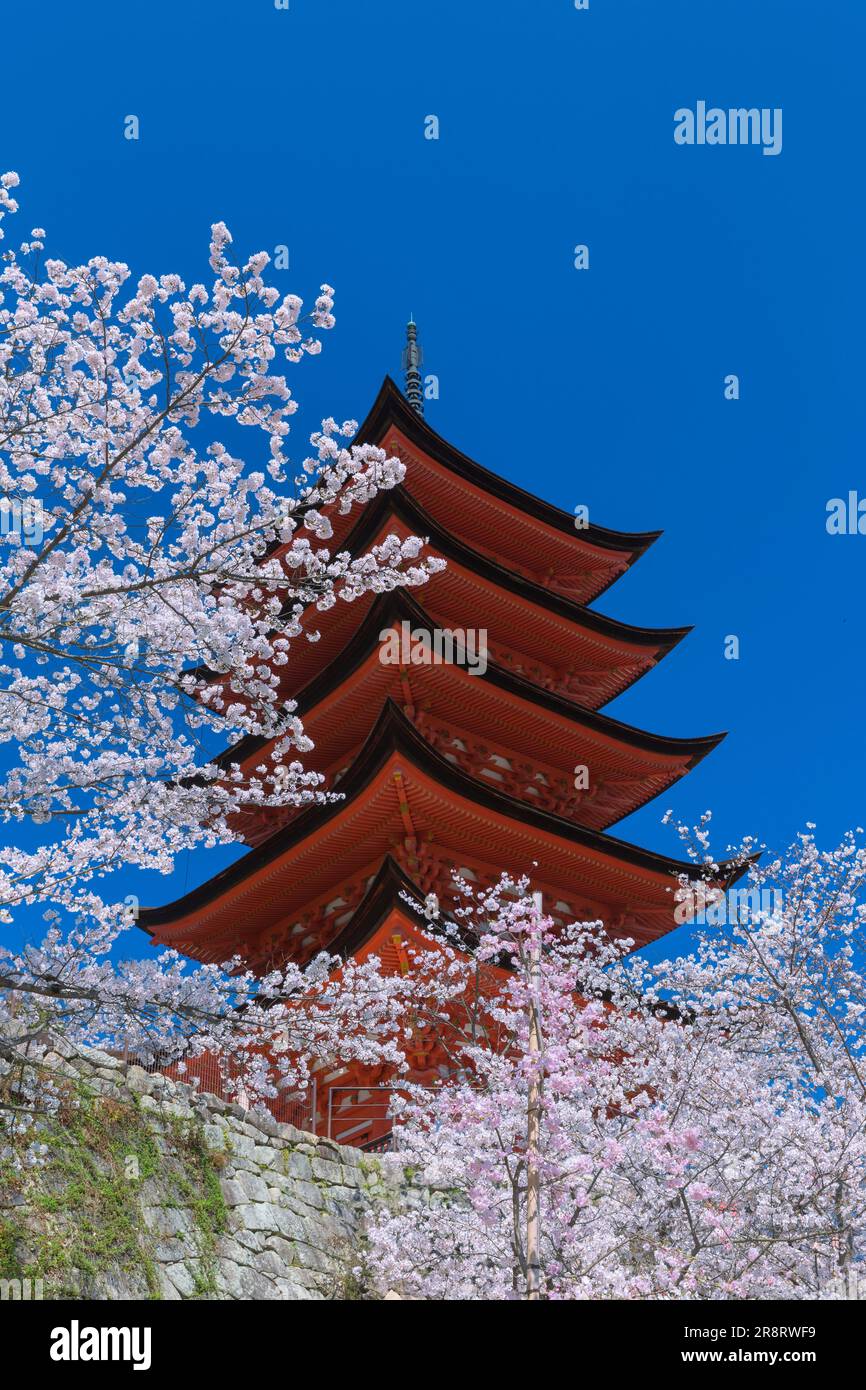 Itsukushima shrine of Sakura Stock Photo - Alamy