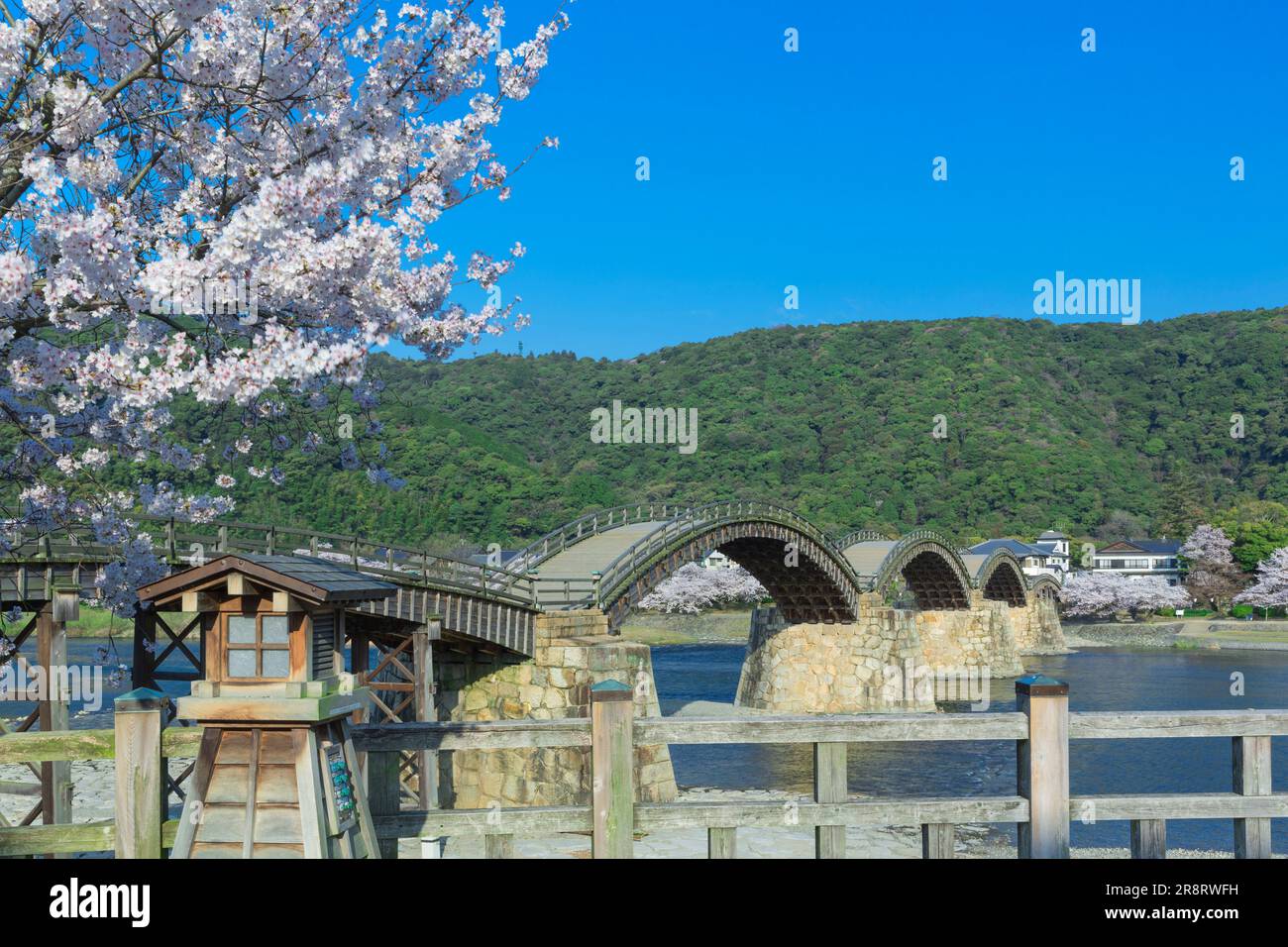 Cherry trees of Kintaikyo bridge Stock Photo - Alamy