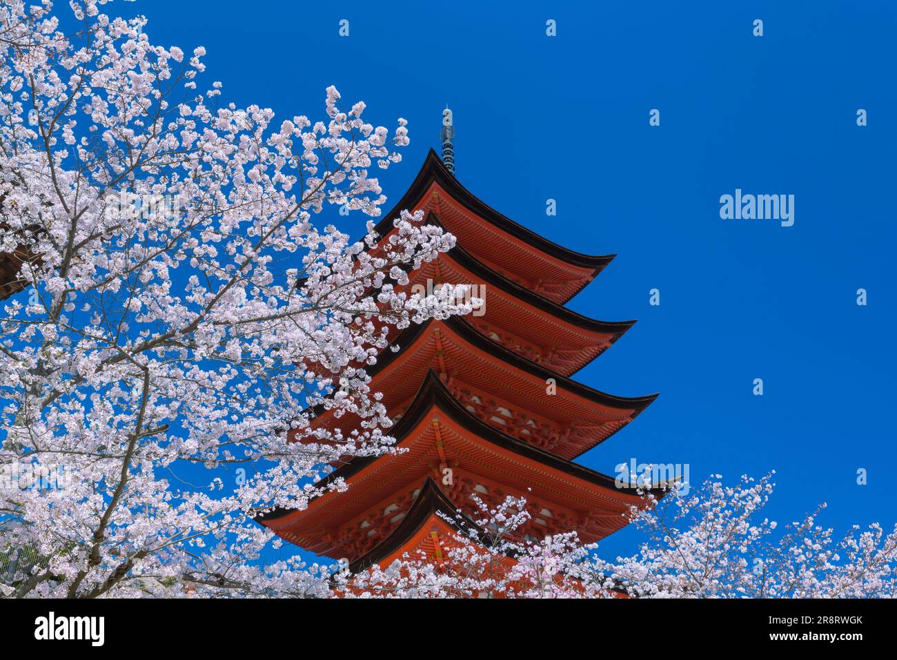 Itsukushima shrine of Sakura Stock Photo - Alamy