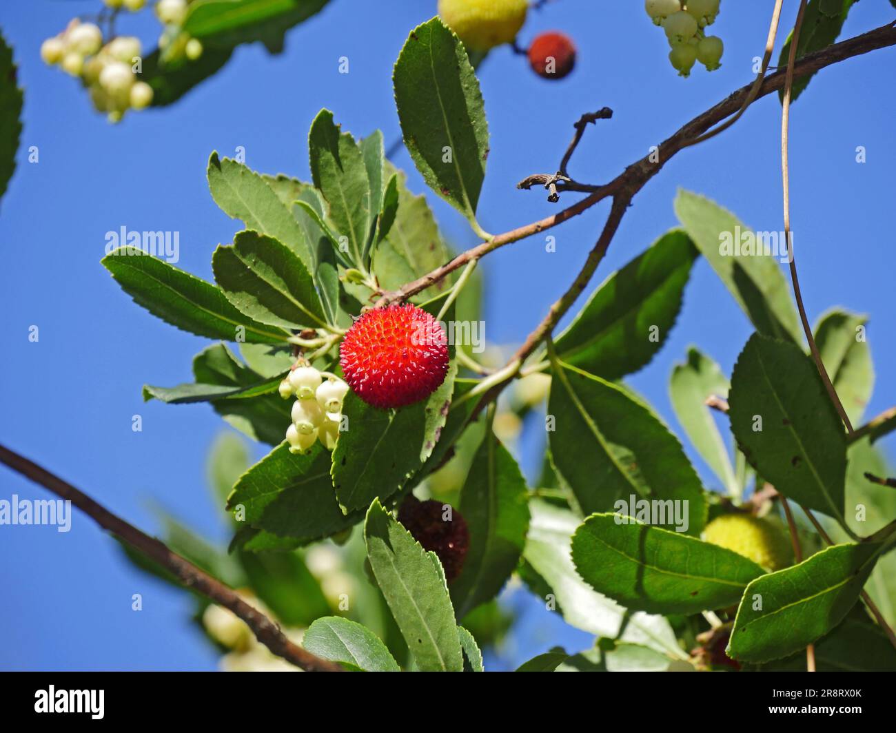 Arbutus Unedo Fructul