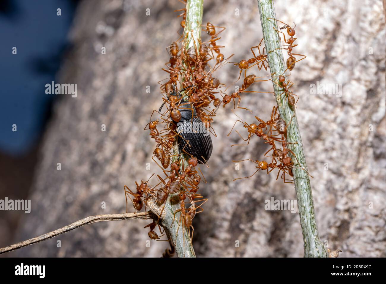 A group of weaver ants (Oecophylla smaragdina) tries to transfer a ...