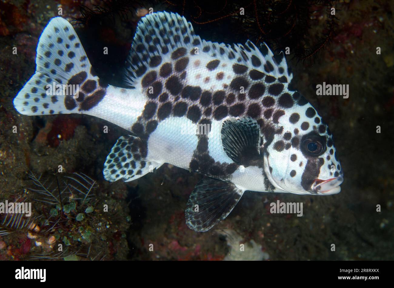 Many spotted sweetlips plectorhinchus chaetodonoides hi-res stock ...