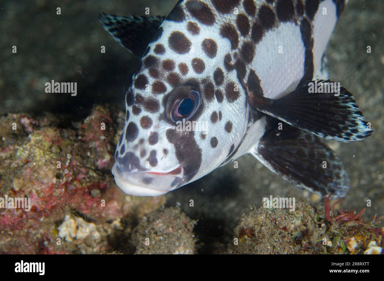 Many spotted sweetlips plectorhinchus chaetodonoides hi-res stock ...