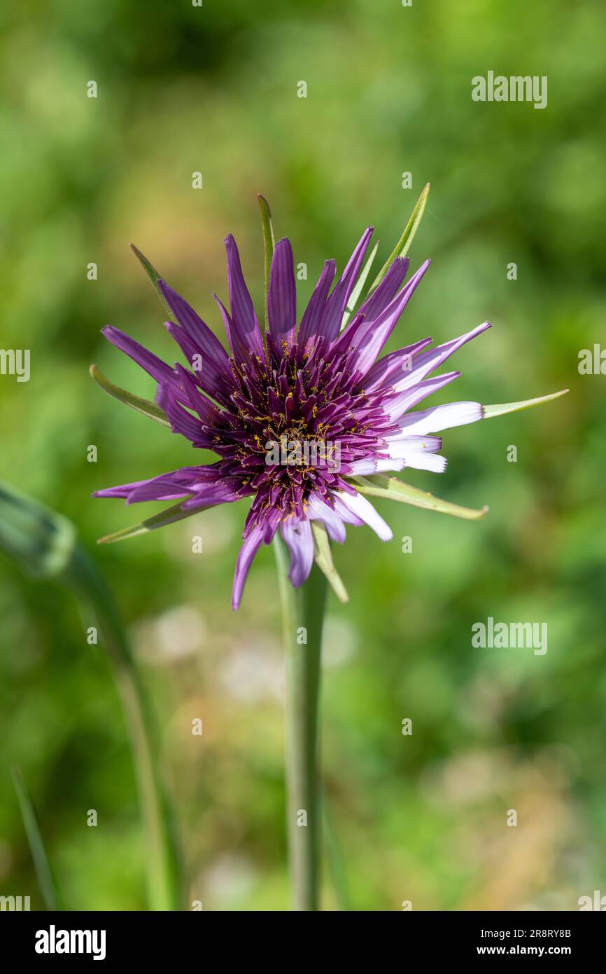 Close up of a common salsify (tragopogan porrifolius) flower in bloom ...