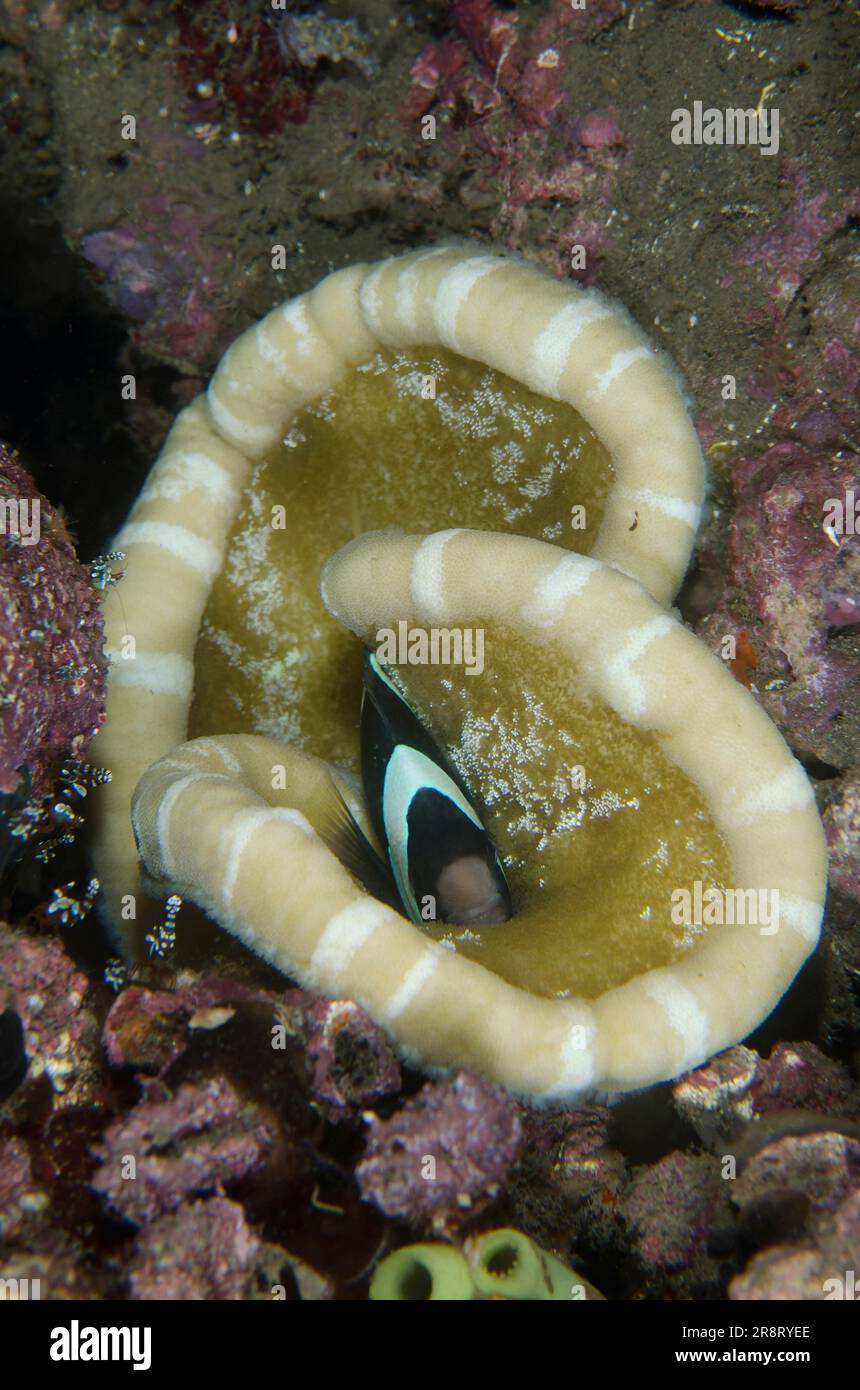 Pizza anemone hi-res stock photography and images - Alamy