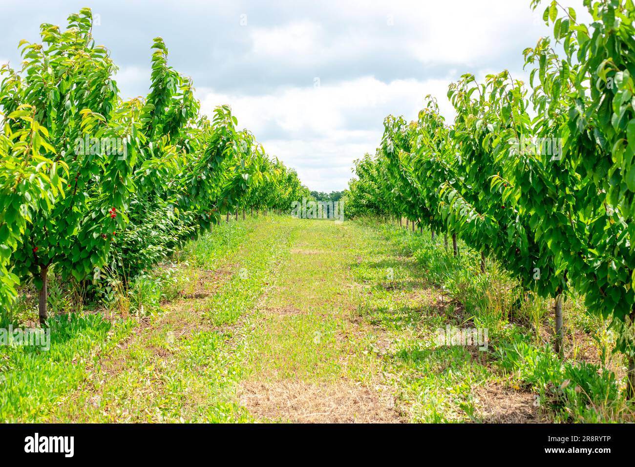 Even rows with young green cherry fruit trees. Orchard on a summer day Stock Photo - Alamy
