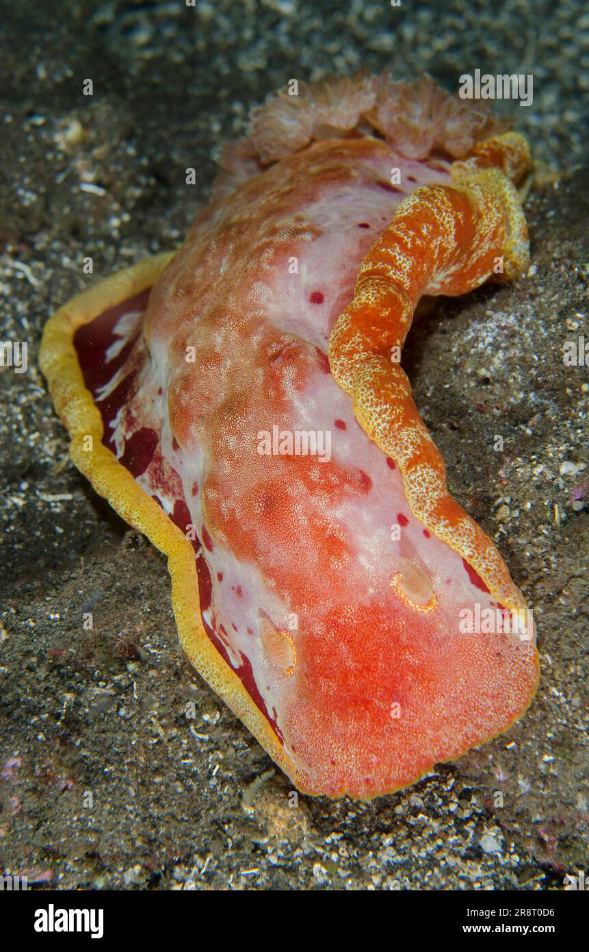 Spanish Dancer, Hexabranchus sanguineus, night dive, Pyramids dive site ...
