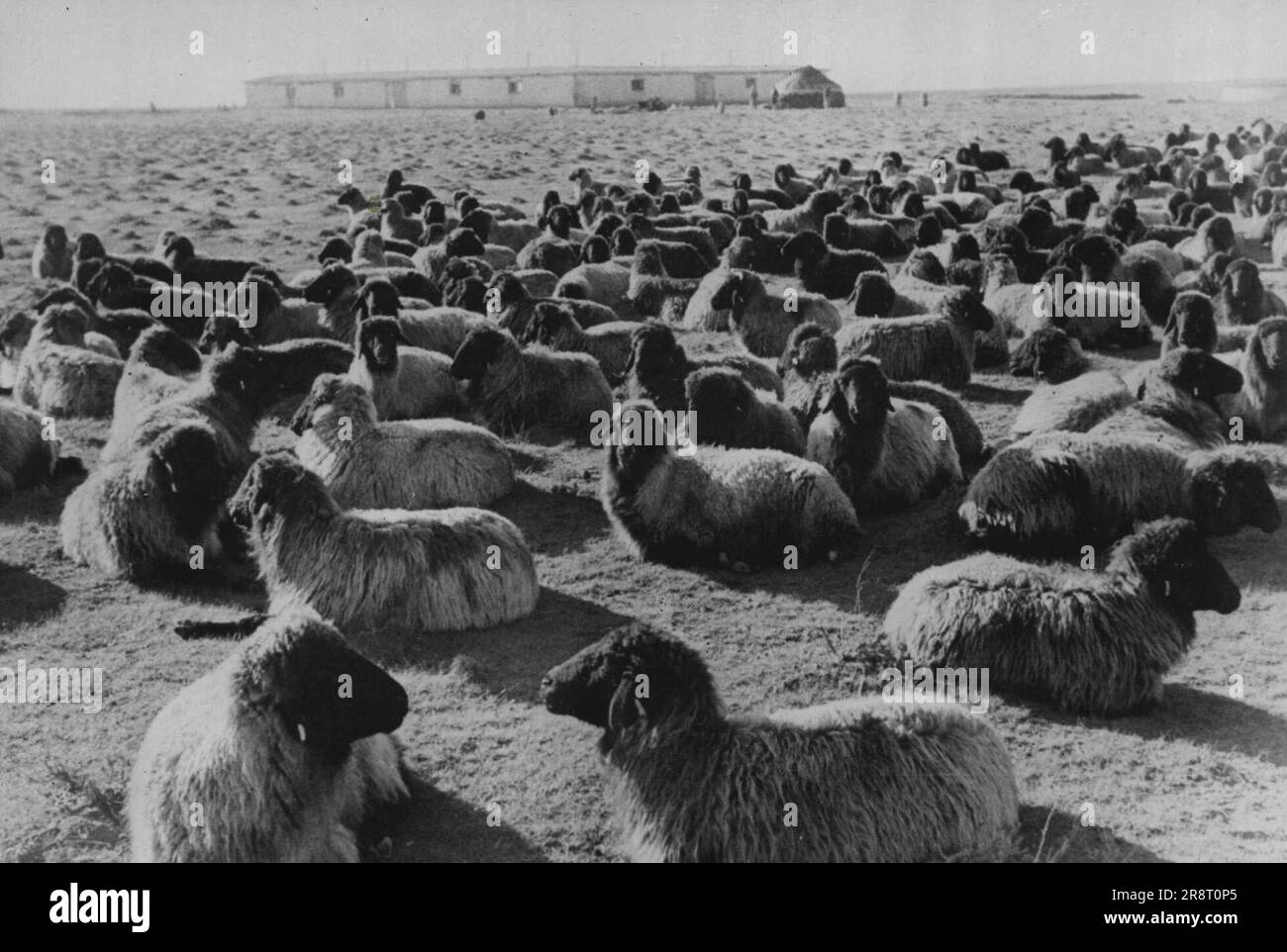 An Astrakhan sheep breeding State farm in the Uabek Republic. A flock ...
