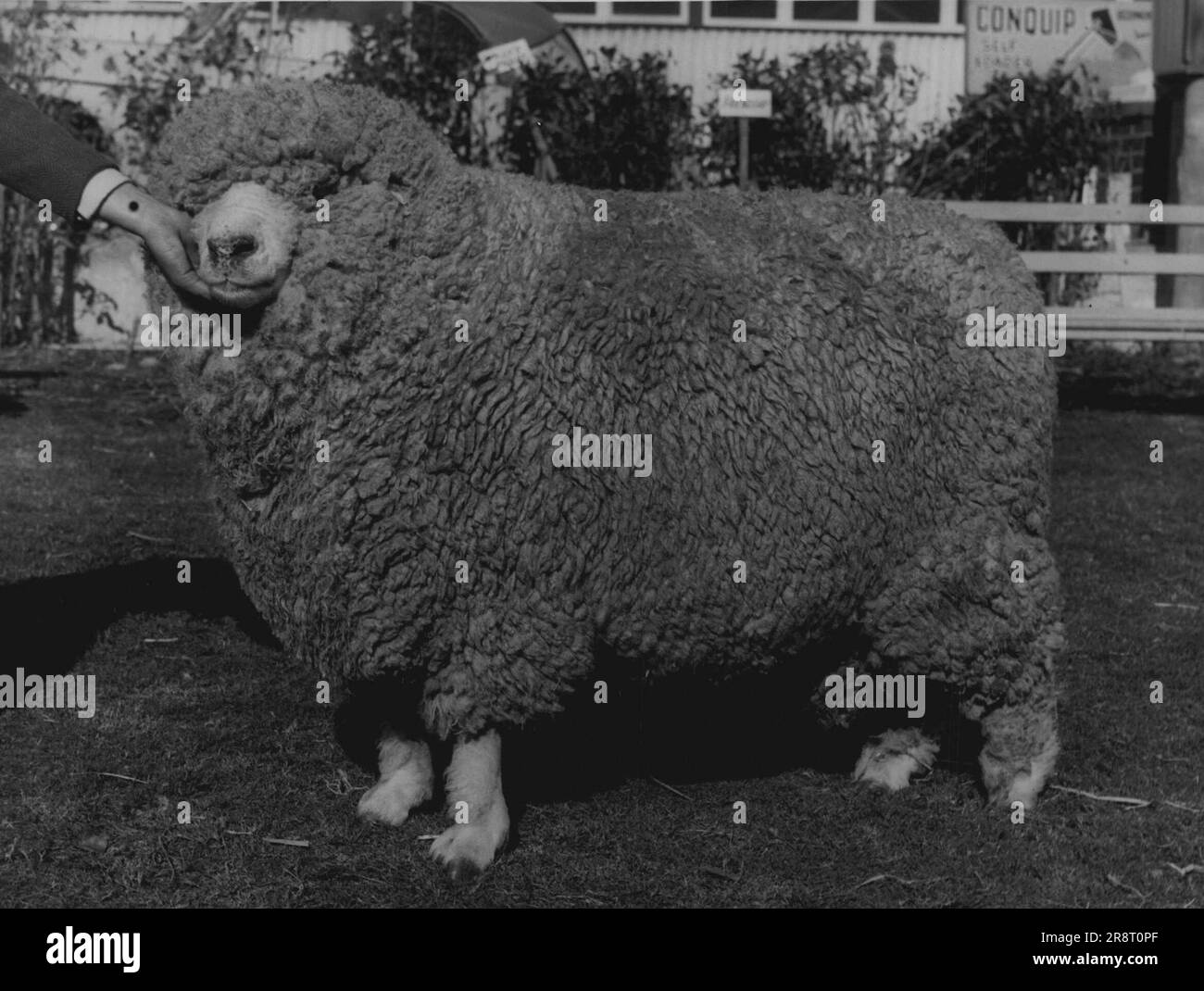 Sheep show Sydney grand champ corriedale ram no 352 owned by M Carroll ...