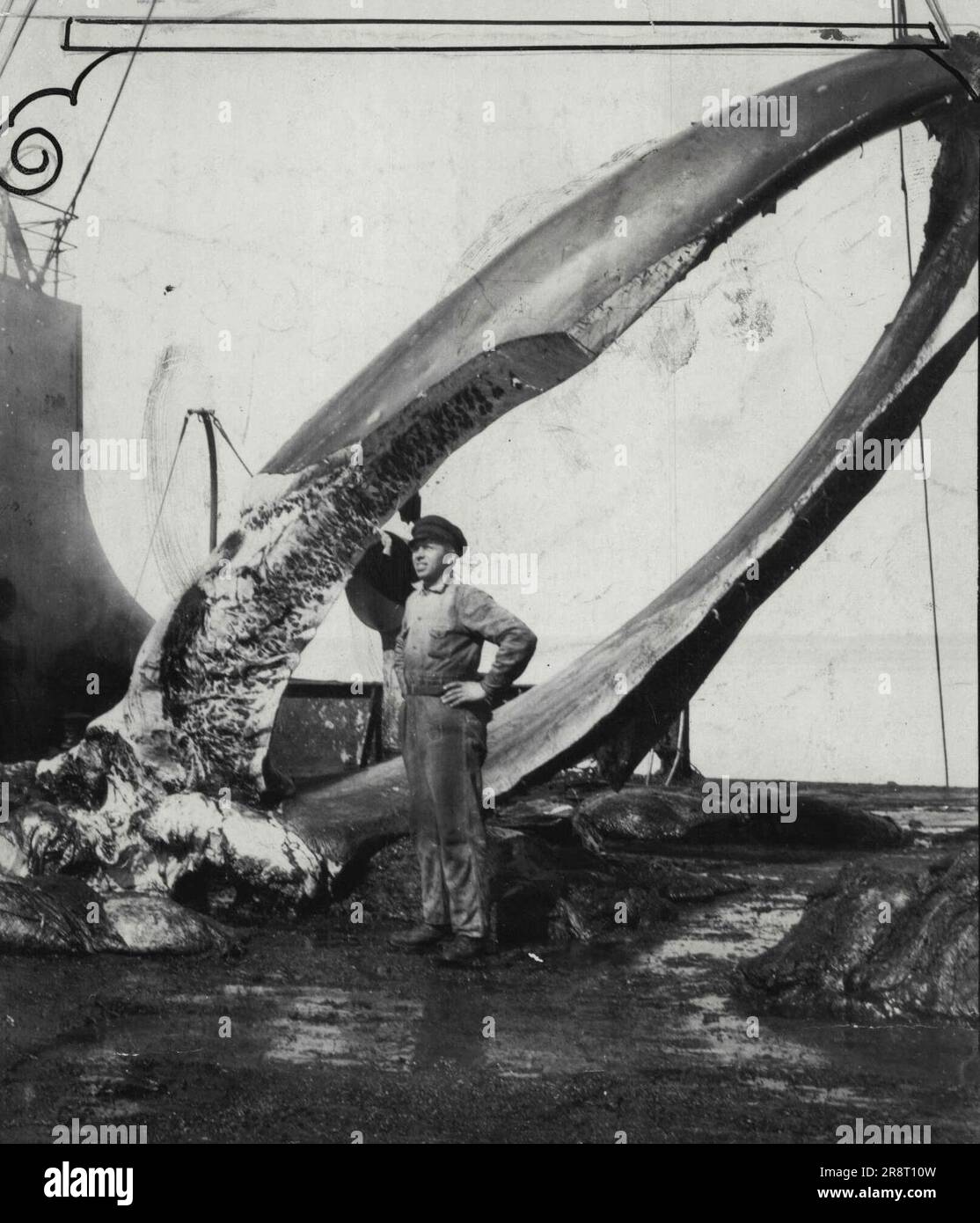 Huge Jawbone Of A Whale On Board Modern Whaler. One of the many ...
