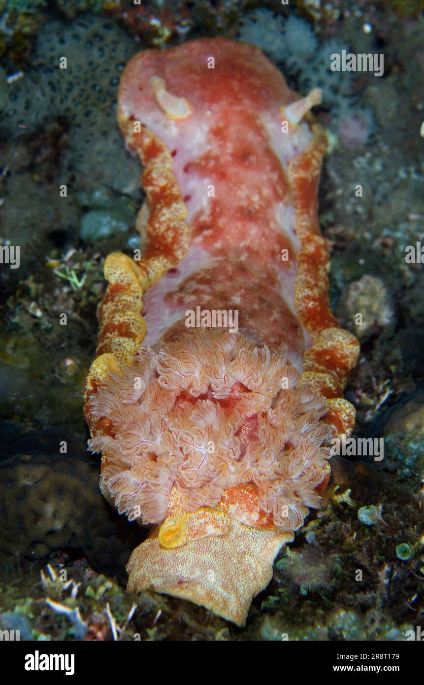 Spanish Dancer, Hexabranchus sanguineus, night dive, Pyramids dive site ...