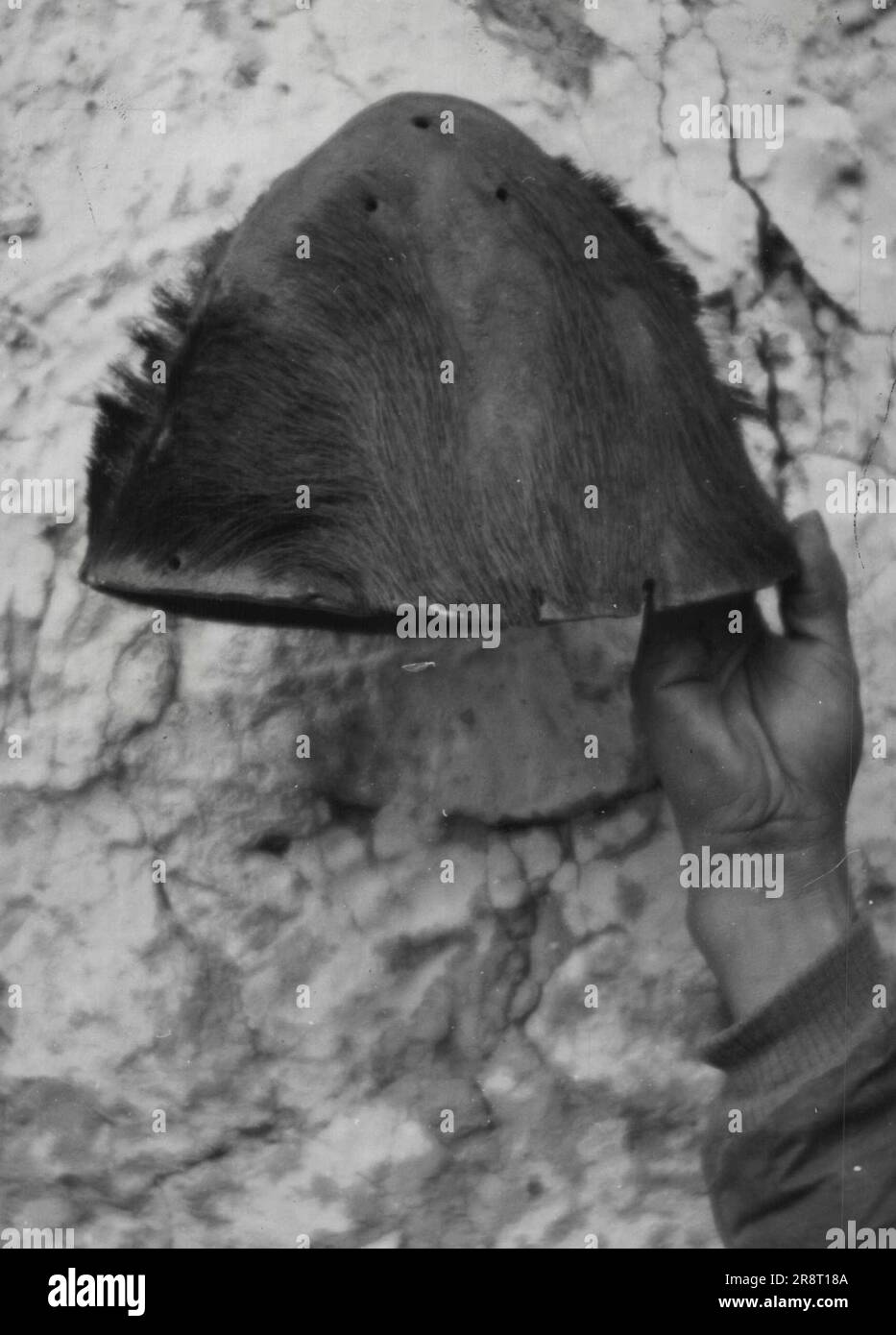 Daily Mail "Abominable Snowman" Expedition -- The scalp of a Yeti, or ...