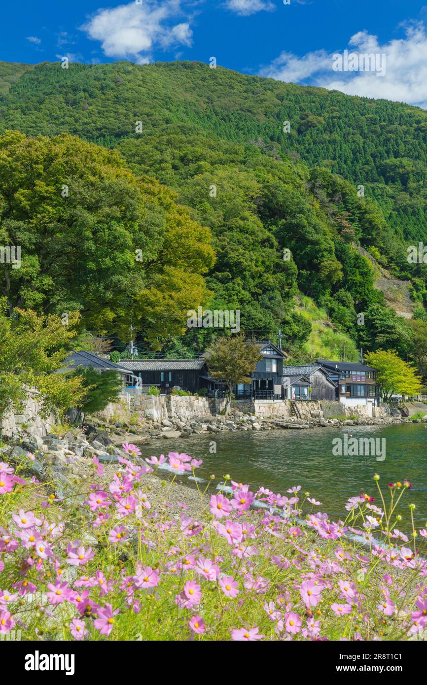 Stone Wall of Kaizu and Cosmos Stock Photo - Alamy
