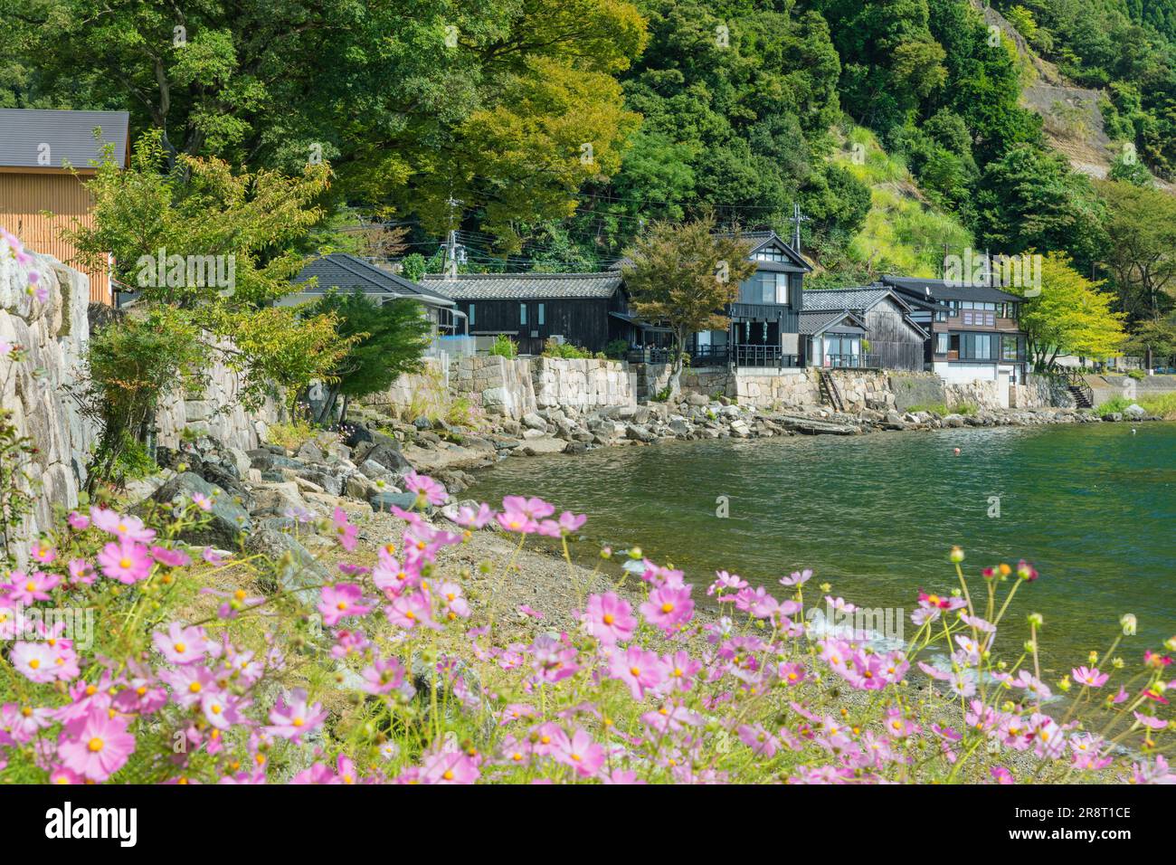 Stone Wall of Kaizu and Cosmos Stock Photo - Alamy