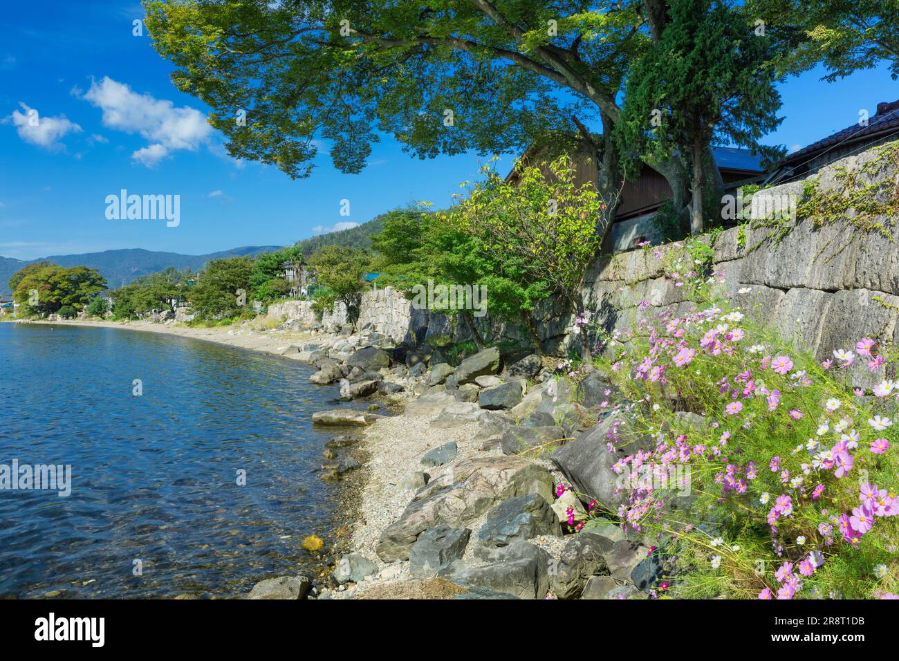 Stone Wall of Kaizu and Cosmos Stock Photo - Alamy