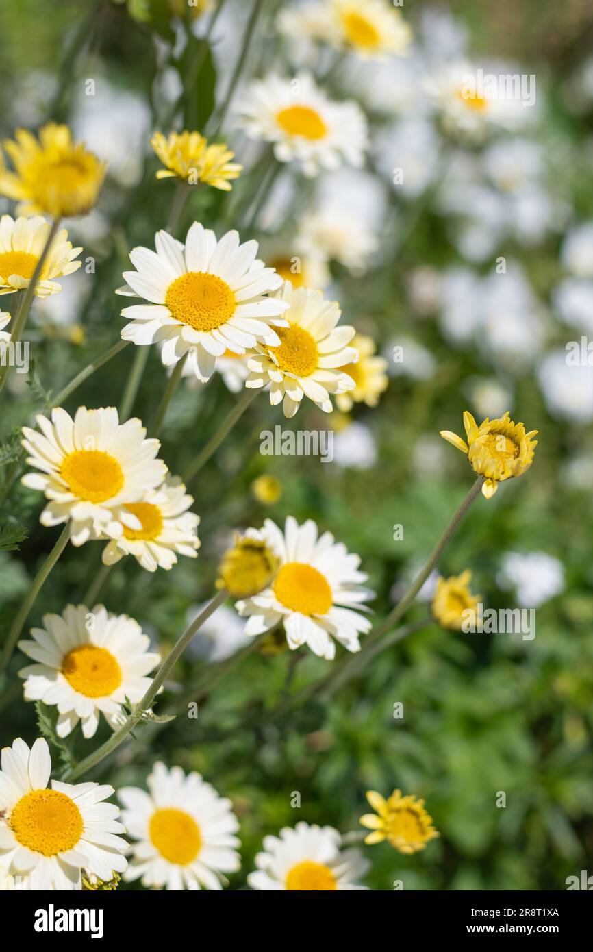 Yellow chamomile (cota tinctoria) flowers in bloom Stock Photo - Alamy